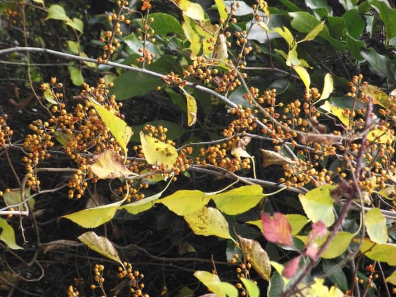 Auckland the weediest city in the world | RNZ