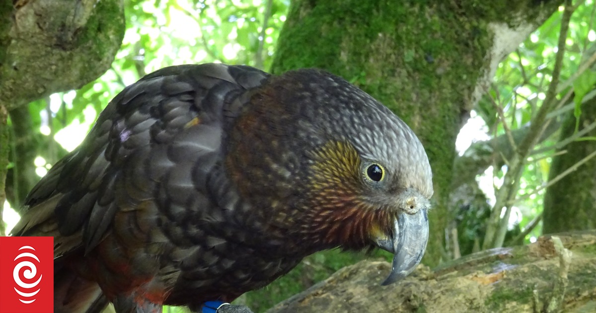 Native birds doing well in Wellington | RNZ