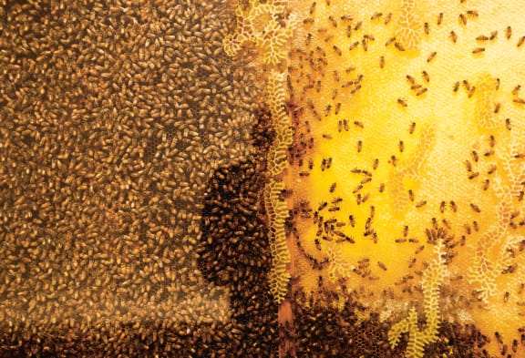 Photographer Anne Noble has a thing about bees | RNZ