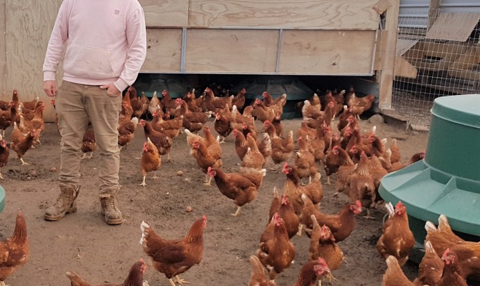 Chook farmer egged on by rising demand | RNZ