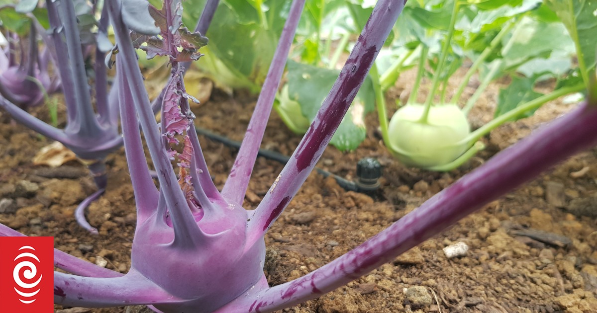 Fruit and Vege Report with Glenn Forsyth | RNZ