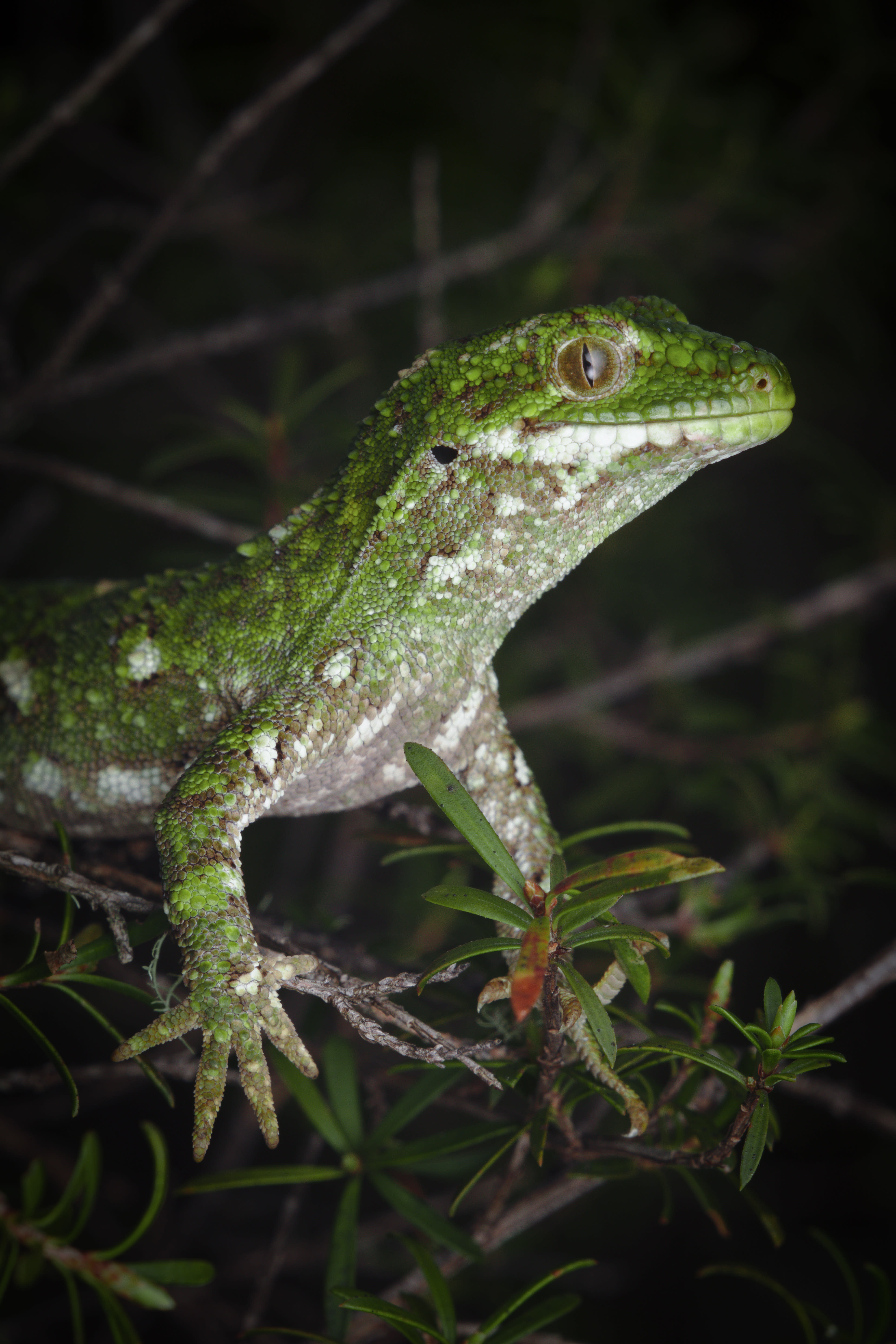 Reptiles and amphibians of Aotearoa | RNZ
