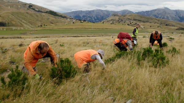 Wilding Pines: Tackling our worst weed | RNZ