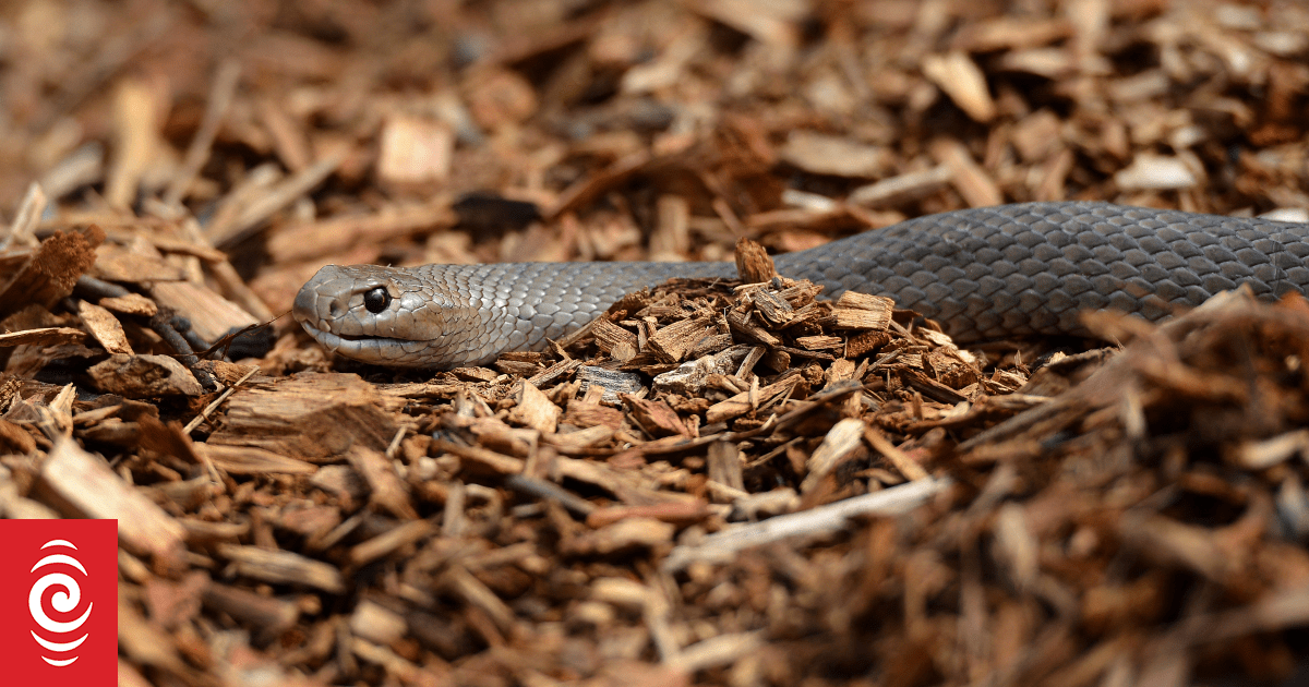 Boy's death from snake bite found to have been preventable | RNZ News