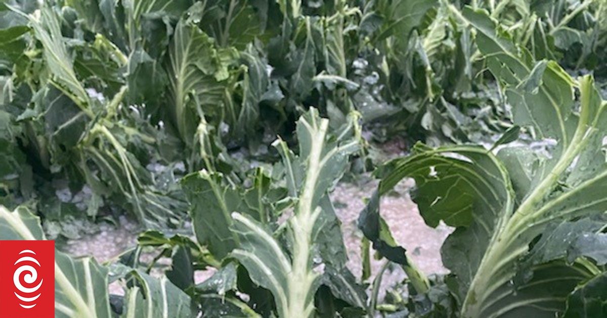 Thousands of NZ vegetable crops wasted, hit by wild weather | RNZ