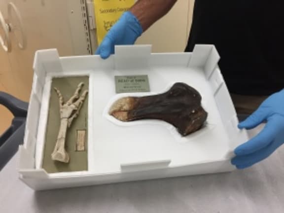 New species related to extinct dodo found in Otago | RNZ News