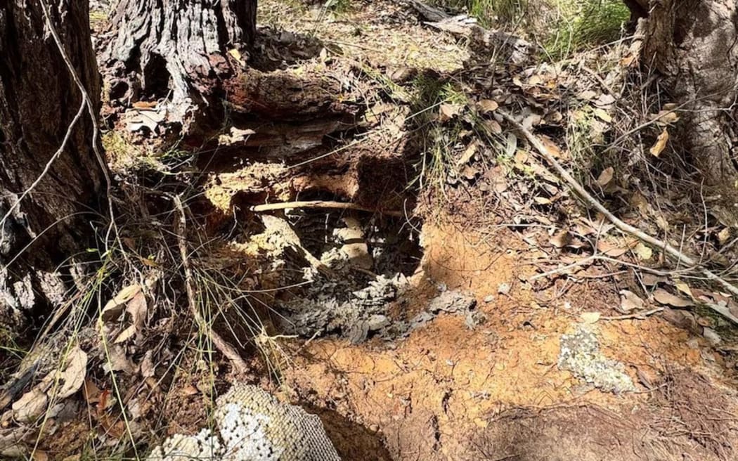Huge 40-litre European wasp nest found in West Australian town | RNZ News