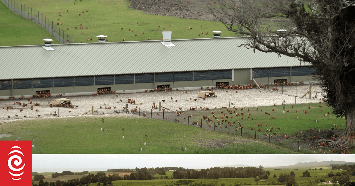 High pathogenic bird flu found on chicken farm: What you need to know ...