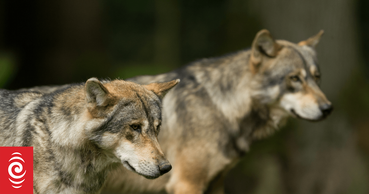 EU proposes ending wolves' 'strictly protected' status in Europe | RNZ News
