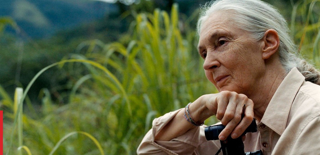 Jane Goodall on her hopes for the natural world | RNZ
