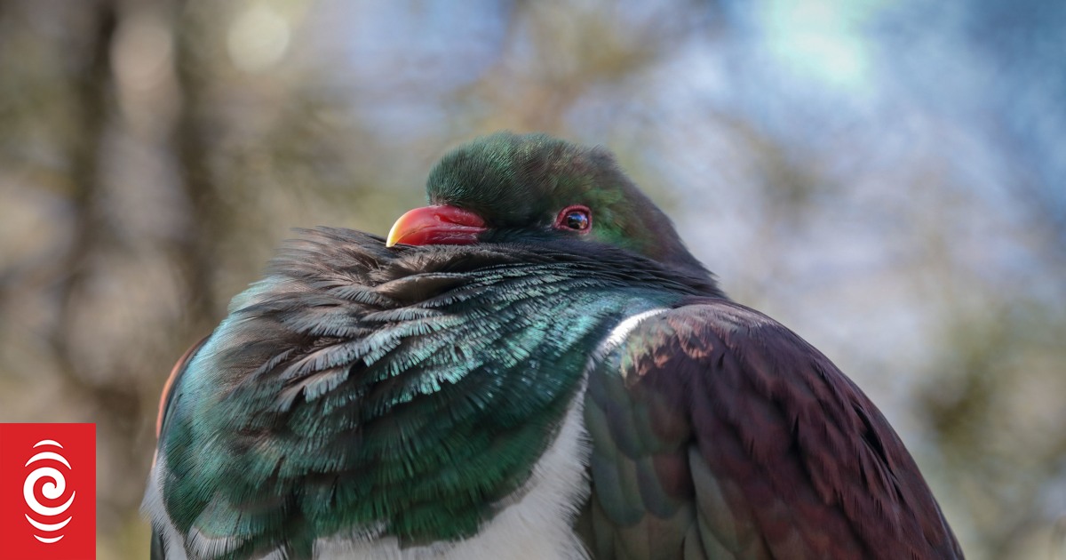 Predator Free 2050 to research gene editing of rats and stoats | RNZ