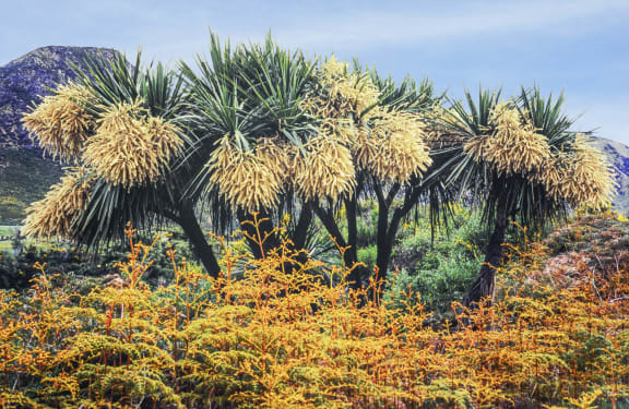 Decades photographing NZ native trees | RNZ