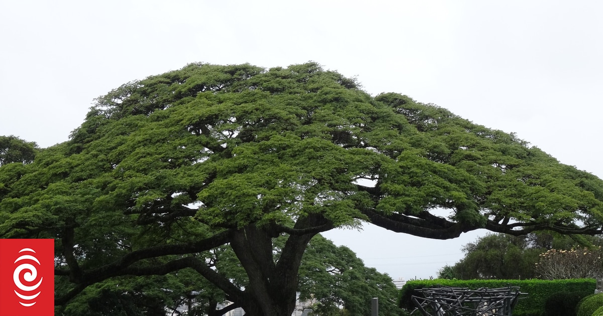 TAKEMITSU: Rain Tree | RNZ