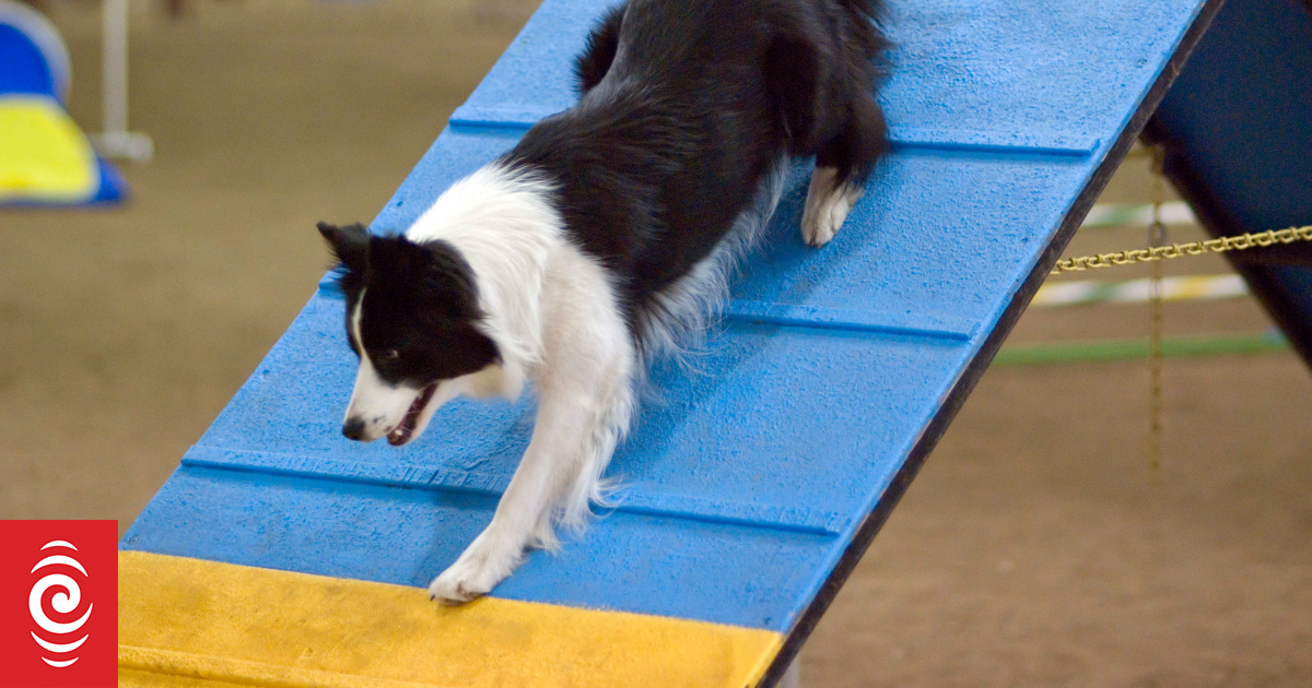 Dog agility for everyone | RNZ