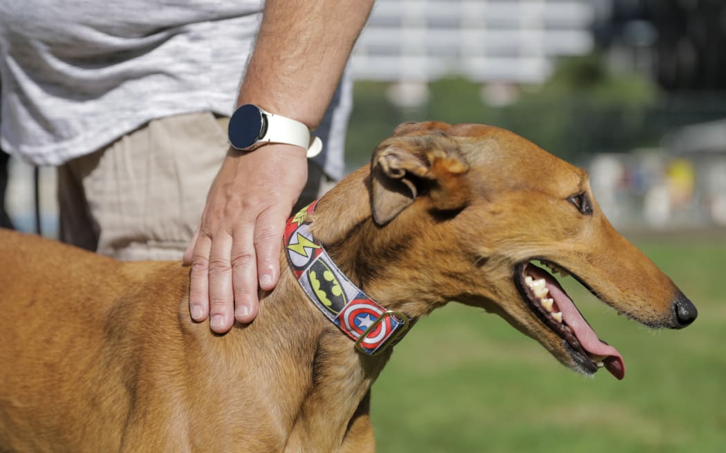 Last ditch flight for greyhound trainers | RNZ News