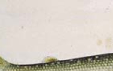 Nights' Science - Native Fish Ecology | RNZ