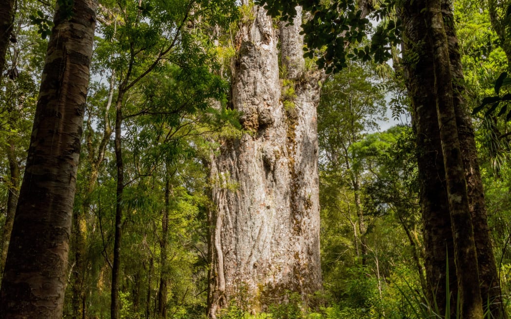 Kauri dieback in Waipoua Forest a 'tragedy' - scientist | RNZ News