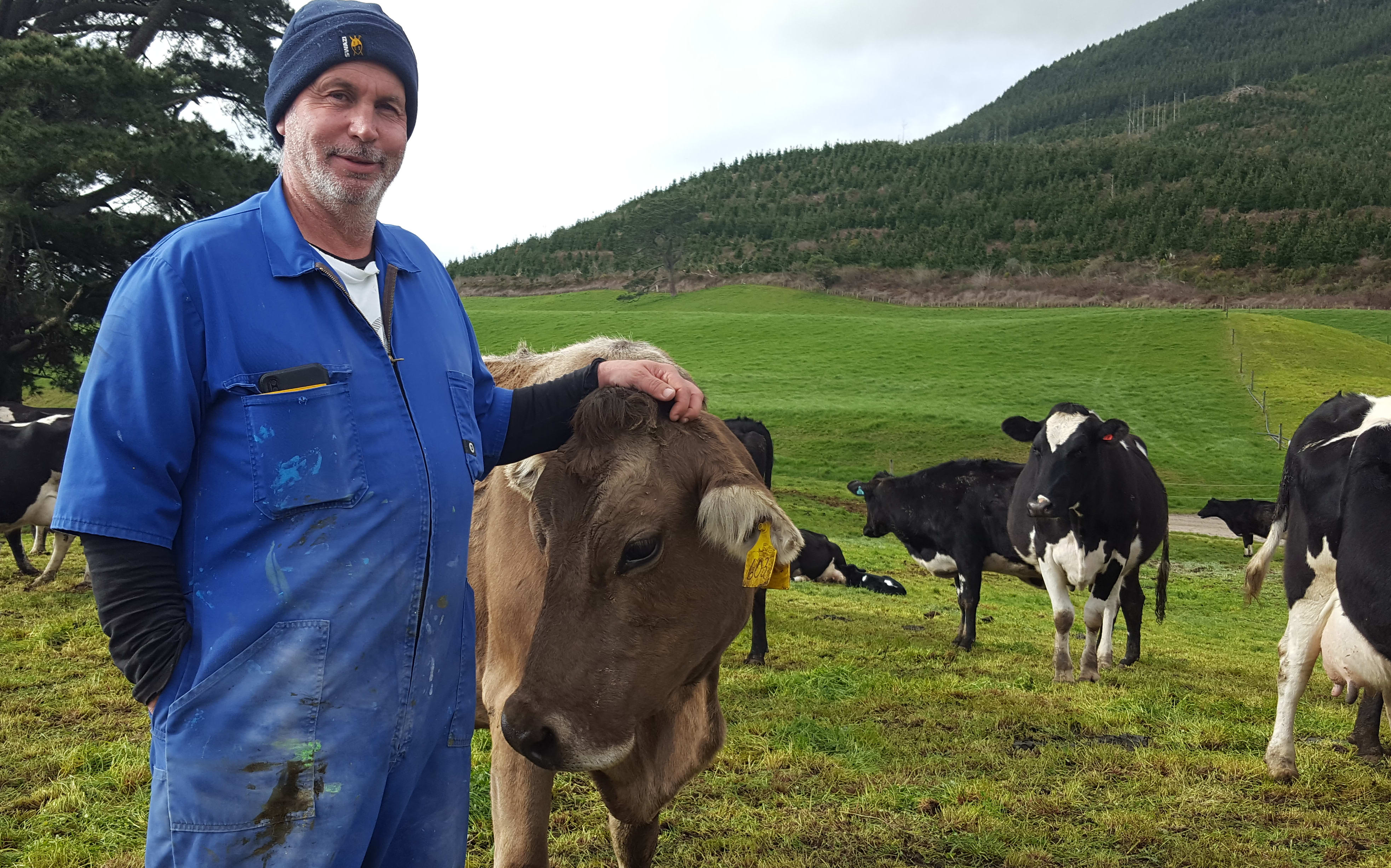 How now Swiss Brown cow? | RNZ