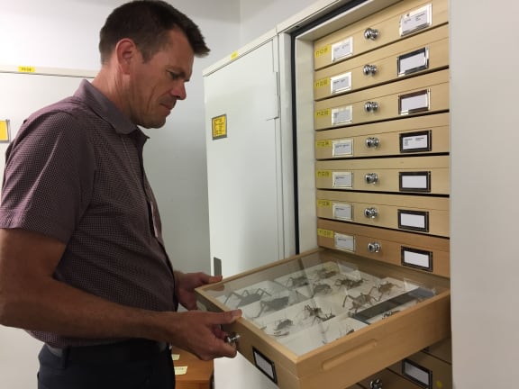 Canterbury Museum Insect Collection | A Gallery from Afternoons | RNZ ...