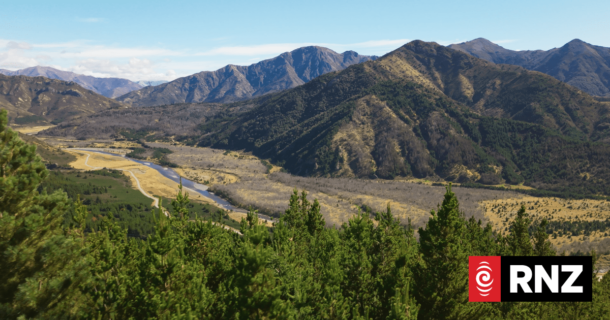 Wilding Pines: Tackling our worst weed | RNZ News