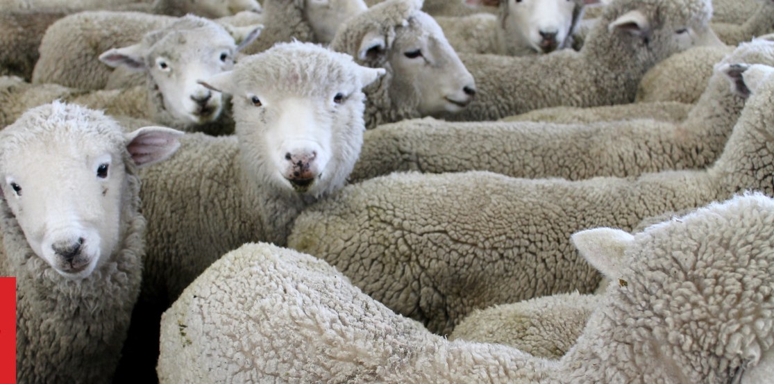 What next?: Saudi sheep abattoir construction complete | RNZ News