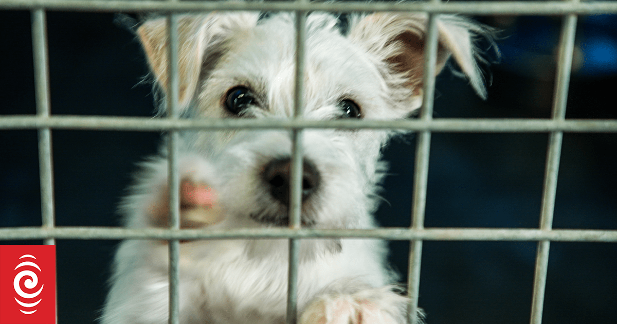 Auckland Council opens dog adoption centre | RNZ News