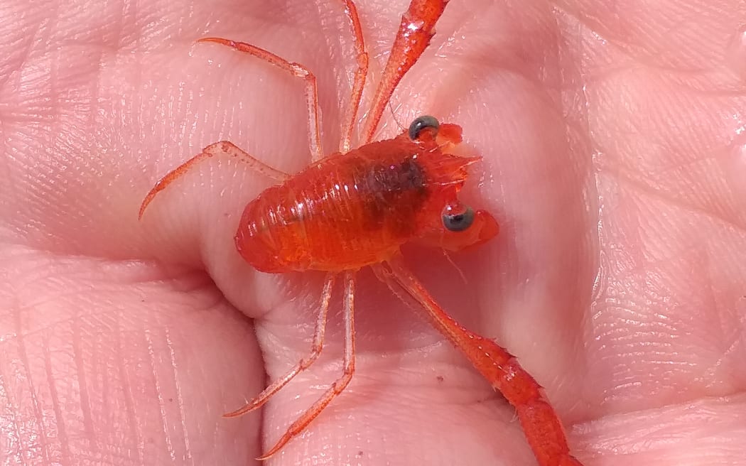 Critter of the Week: The gregarious squat lobster | RNZ