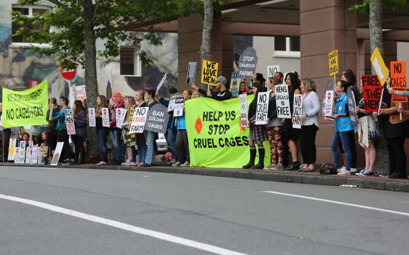 Protesters take on huge caged chicken farm plan | RNZ