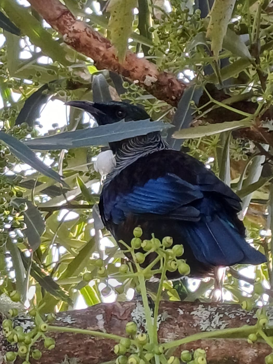 Moment of Calm: Tui tussle | RNZ