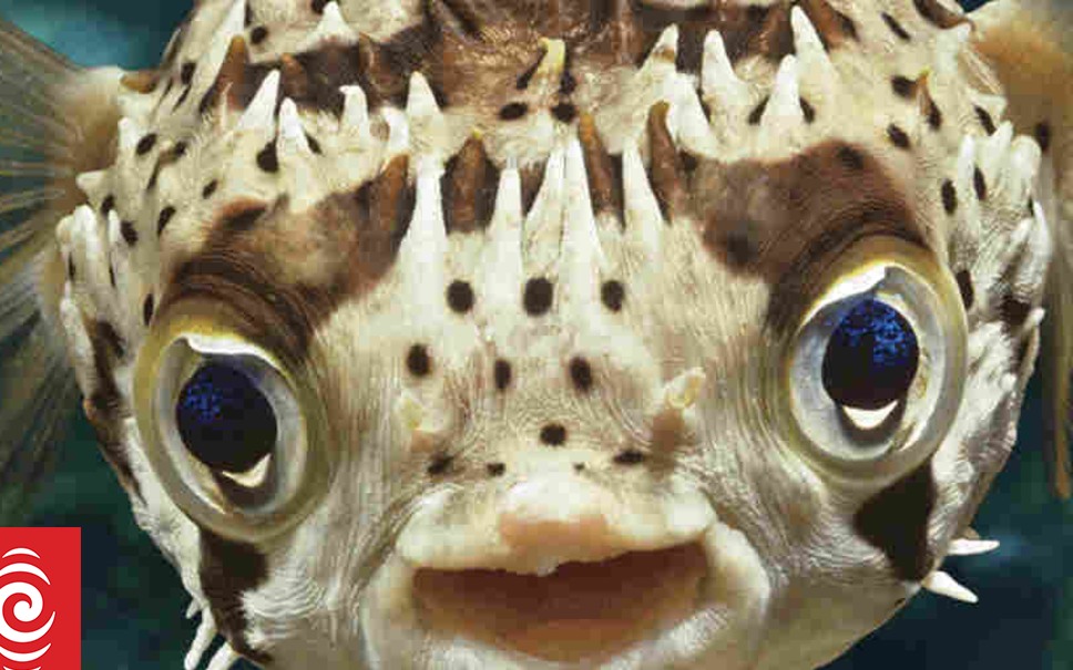 Fish have feelings, too | RNZ