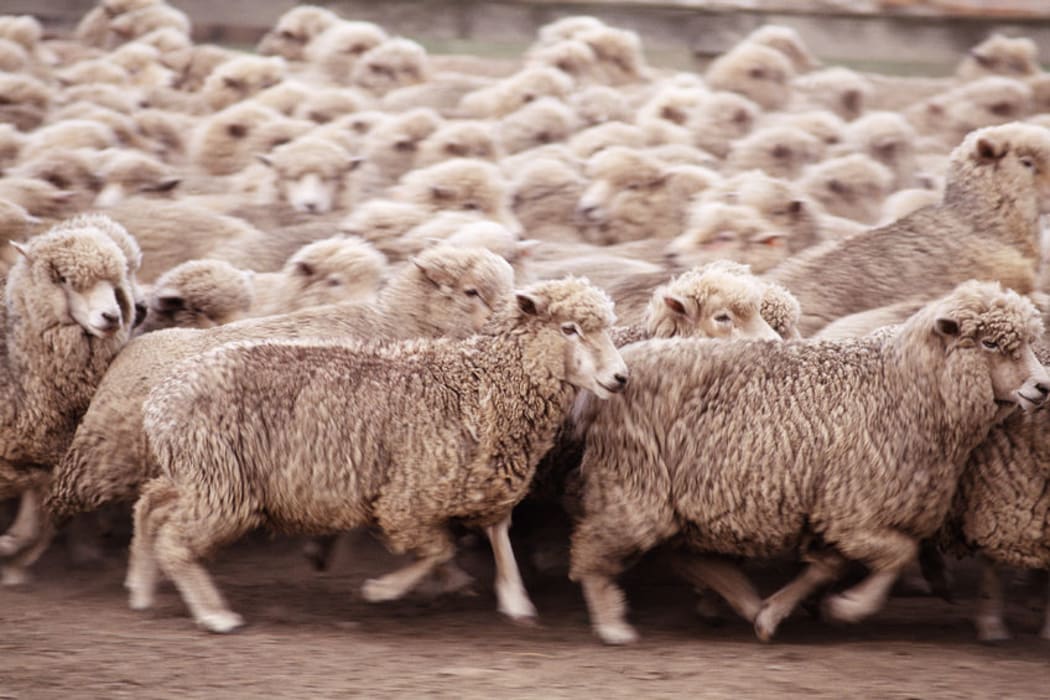 Case for Saudi sheep deal 'weak' | RNZ News