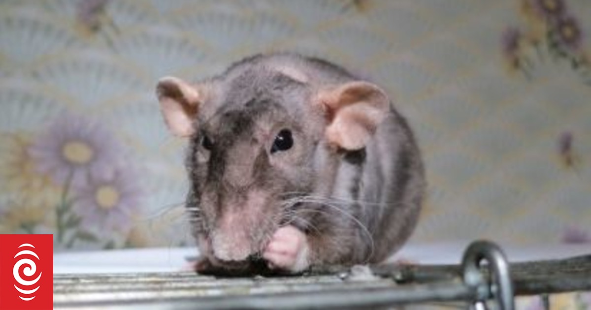 Rats close American Samoa govt building | RNZ News