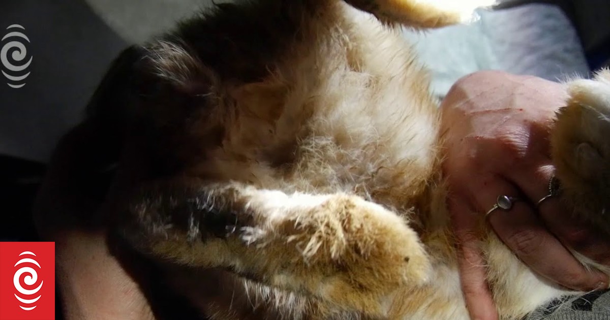 75 neglected rabbits rescued - calls for tighter regulations | RNZ