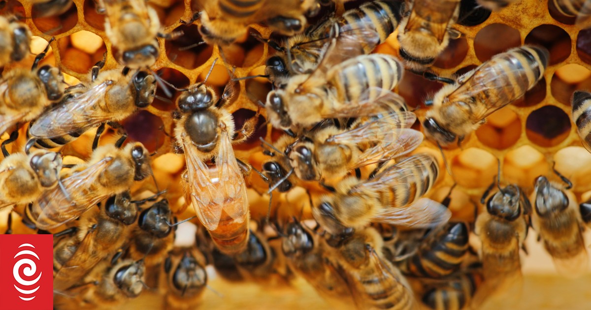Bee deaths rise, nearly 100,000 colonies estimated lost last winter ...