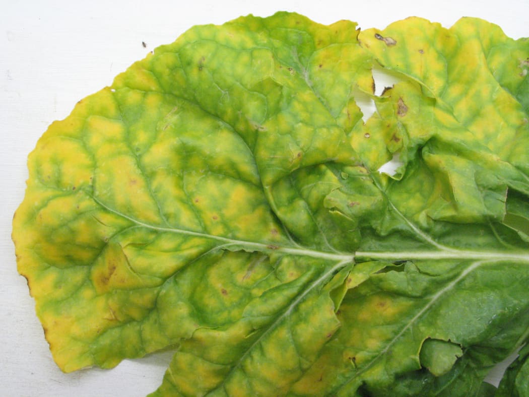 Aphids behind yellowing fodder beet crops | RNZ News