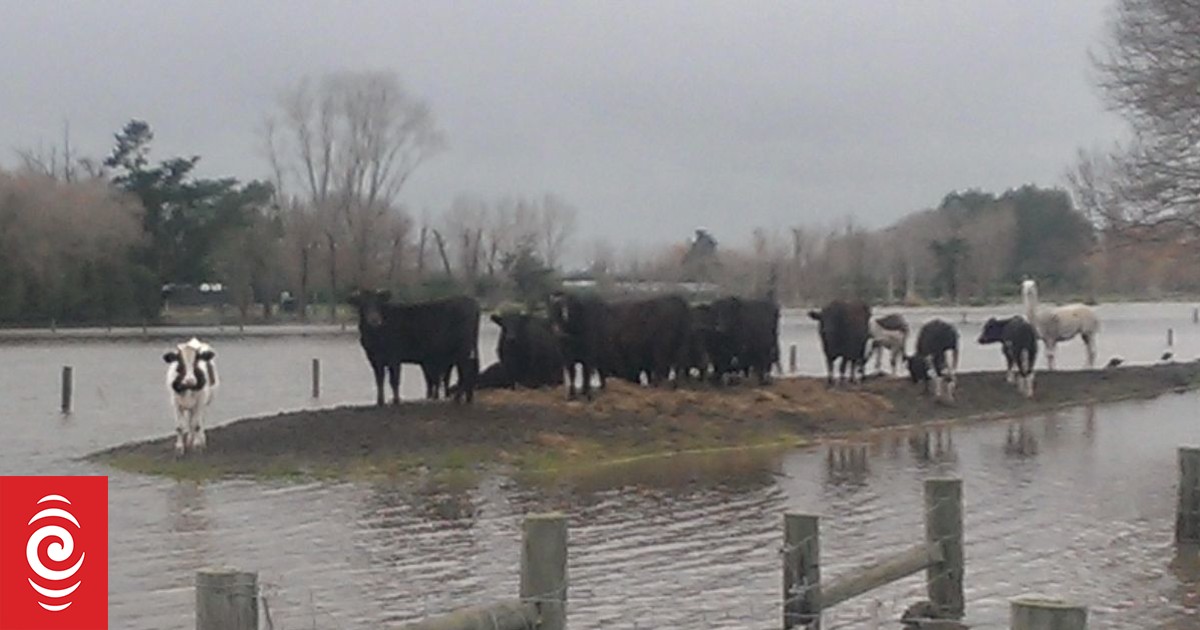 Will Halliday on dealing with livestock during disaster | RNZ News