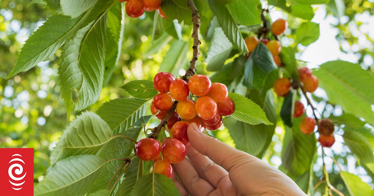 Fruit and Vege Report with Glenn Forsyth | RNZ