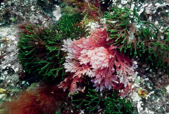 The fragile and beautiful world of seaweed | RNZ