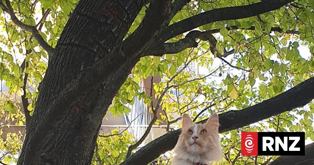 Wellington cat Mittens butts up against Covid security | RNZ
