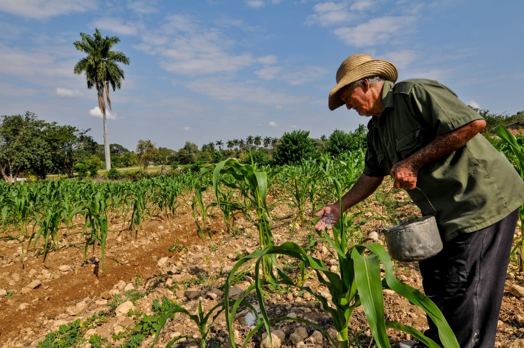 What New Zealand could learn from the Cuban agricultural revolution ...