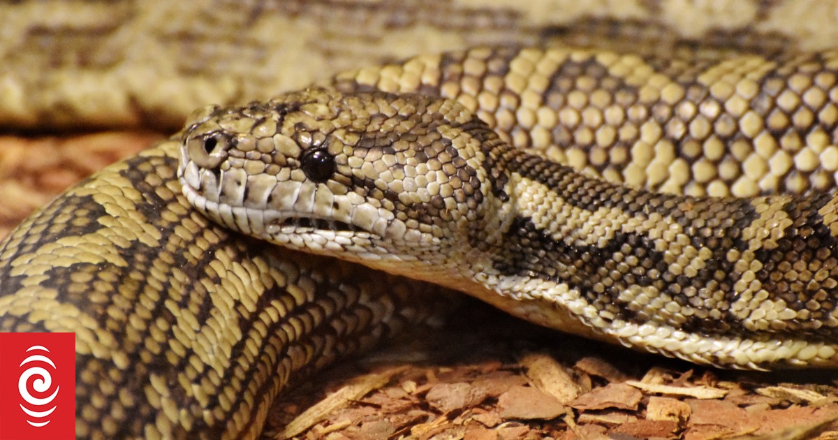 Anaemic snake with 500 ticks | RNZ News