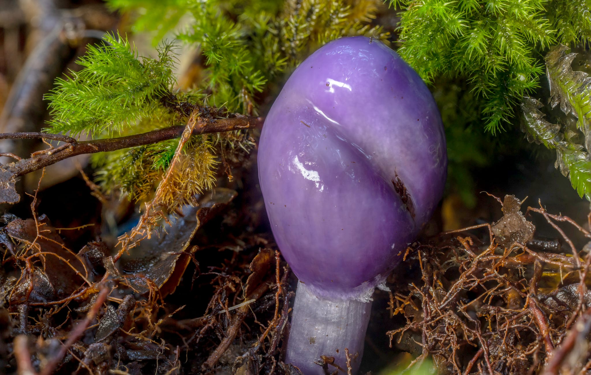 Liv Sisson: Fungi of Aotearoa | A Gallery from Saturday Morning | RNZ ...