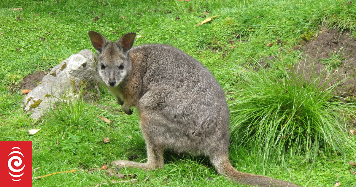Biosecurity risk for Northland after reports of two dead wallabies on ...