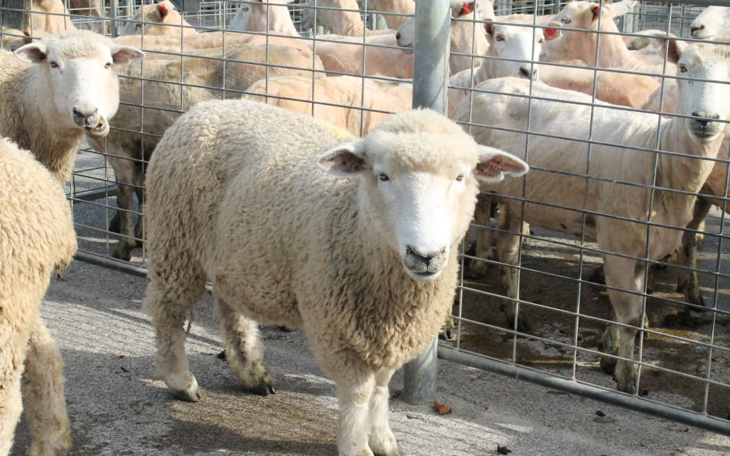 20%-plus drop in lamb prices 'harder and faster' than expected | RNZ News