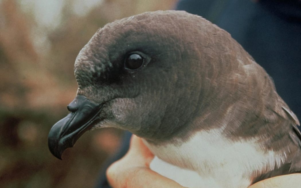 Tributes paid for conservation 'legend' who proved 'extinct' bird had ...