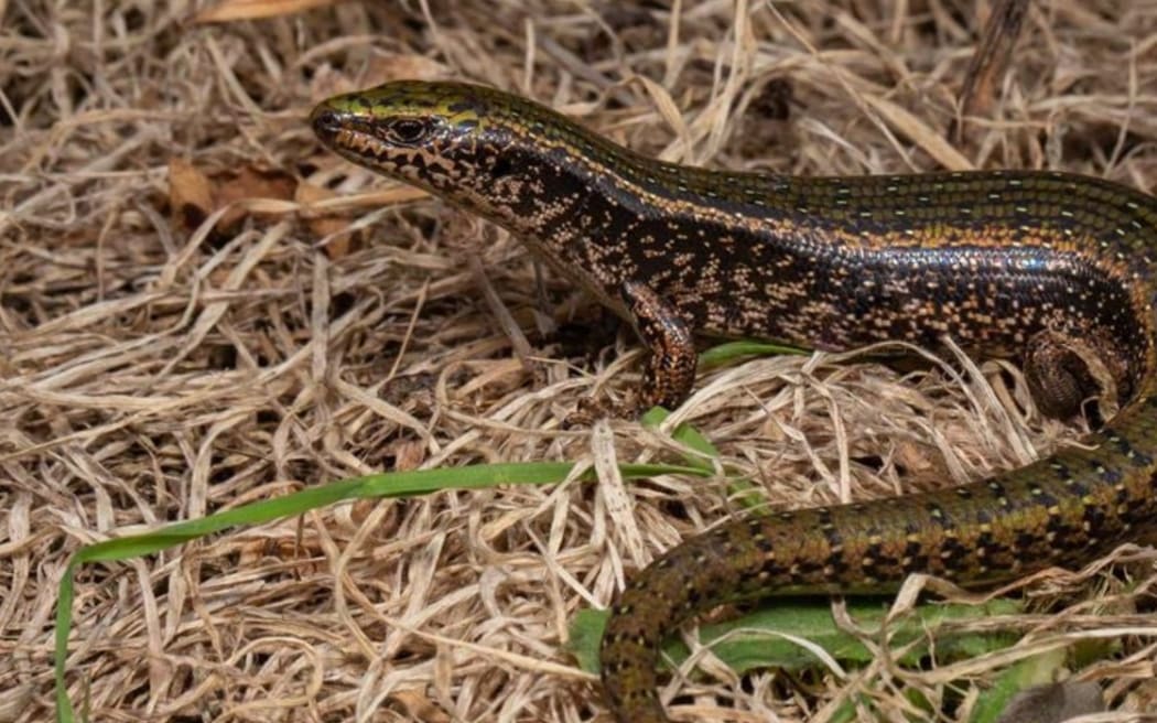 Rare Canterbury spotted skink on brink of extinction | RNZ News