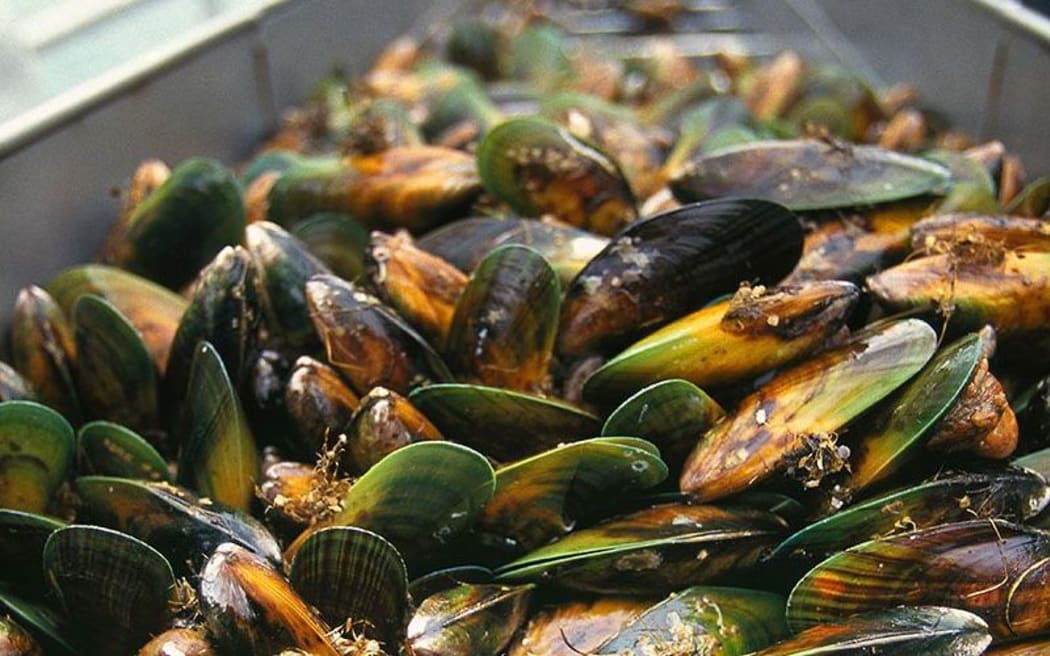 MPI issues alert over toxic shellfish found in Waikato | RNZ News