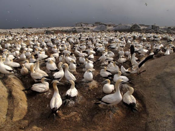 Kennedy Warne - Cape gannets on Malgas Island | A Gallery from Nine To ...