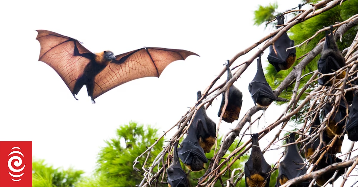 NSW man dies from 'rabies-like' lyssavirus after bat bite | RNZ News