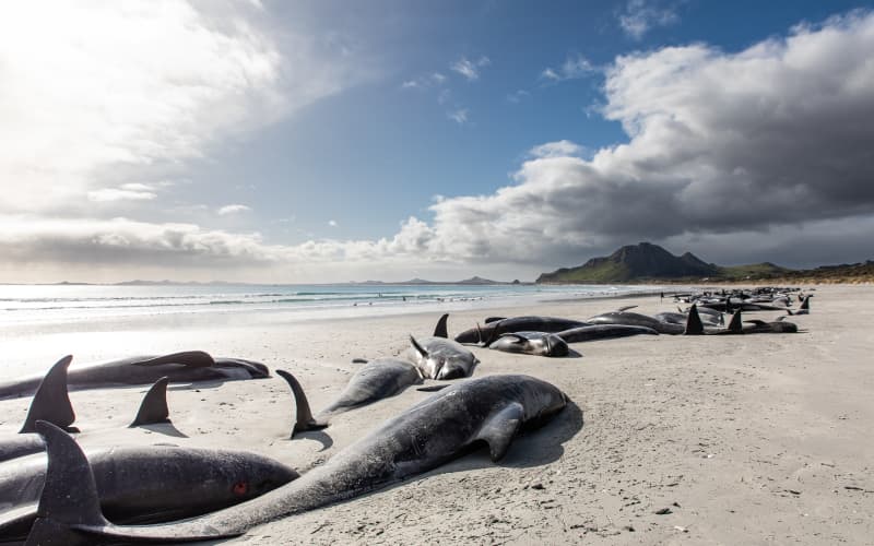 Noise from vessels may contribute to whale, dolphin strandings - expert ...